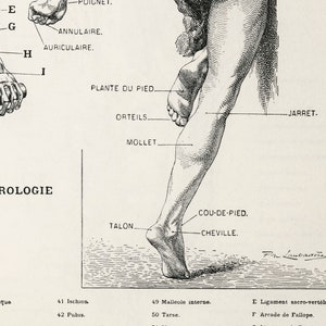 Vintage Human Body Print by Larousse 1900 - Anatomy Skeletal ...