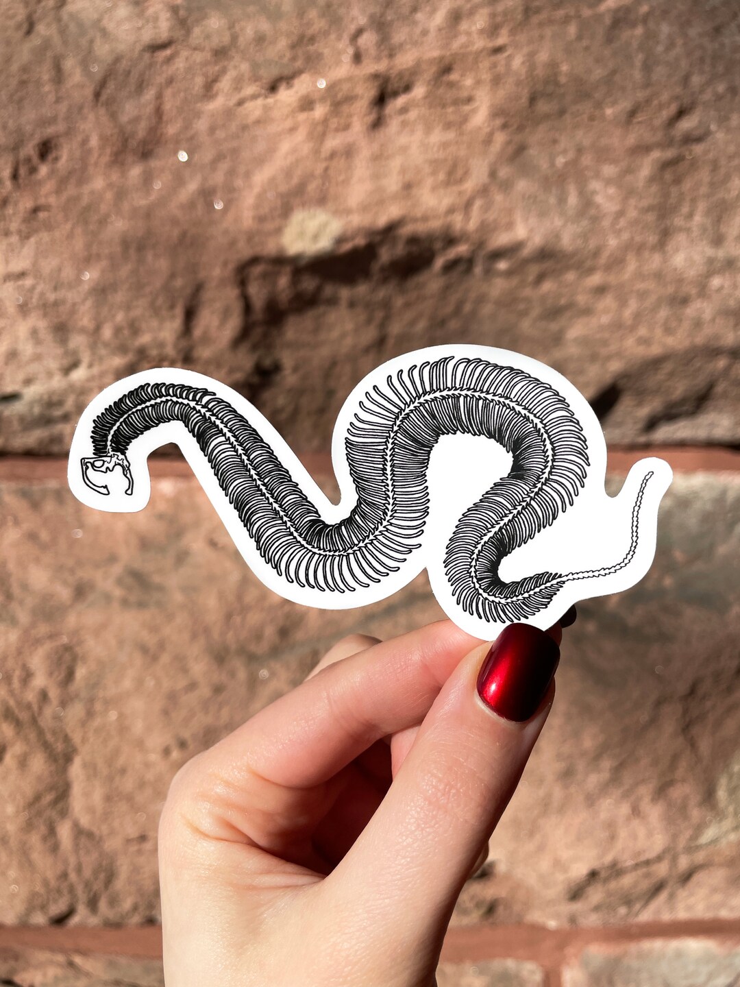 Snake Skeleton Vinyl Die Cut Sticker — Stationary, Animals, Gifts ...