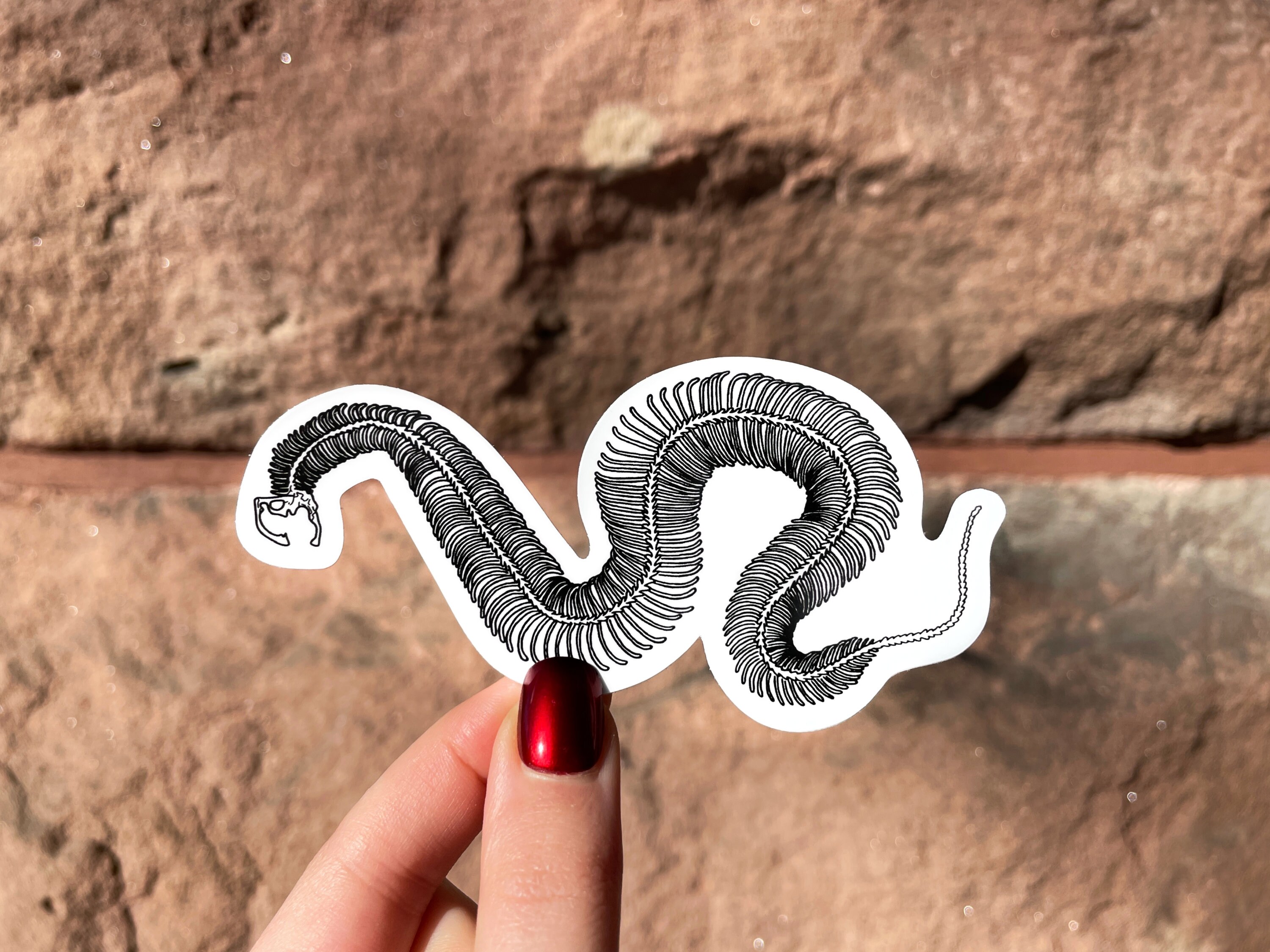 Snake Skeleton Vinyl Die Cut Sticker Stationary, Animals, Gifts, Bones ...