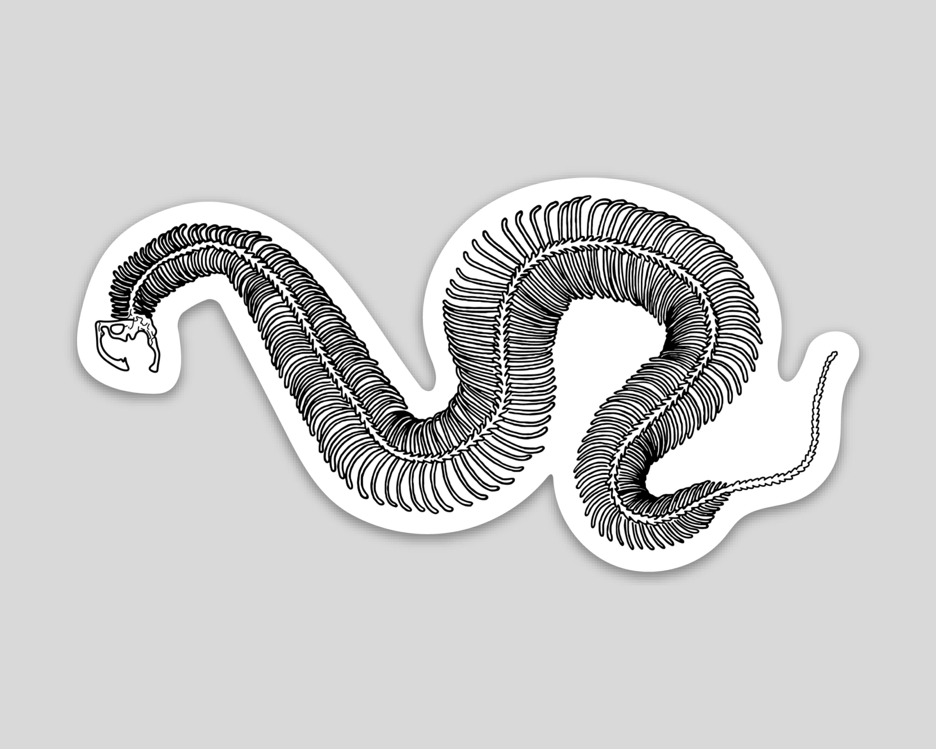 Snake Skeleton Vinyl Die Cut Sticker Stationary, Animals, Gifts, Bones ...