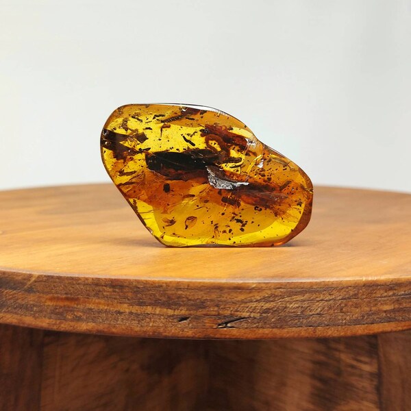 Amber With Insect - Etsy