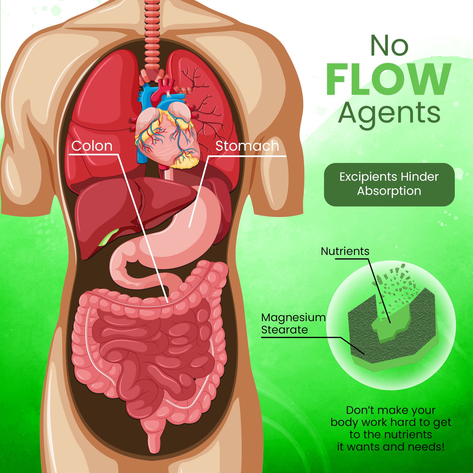 Natural Digestive Support Drops Supplement 2 FL OZ (60ML), Gut Health ...