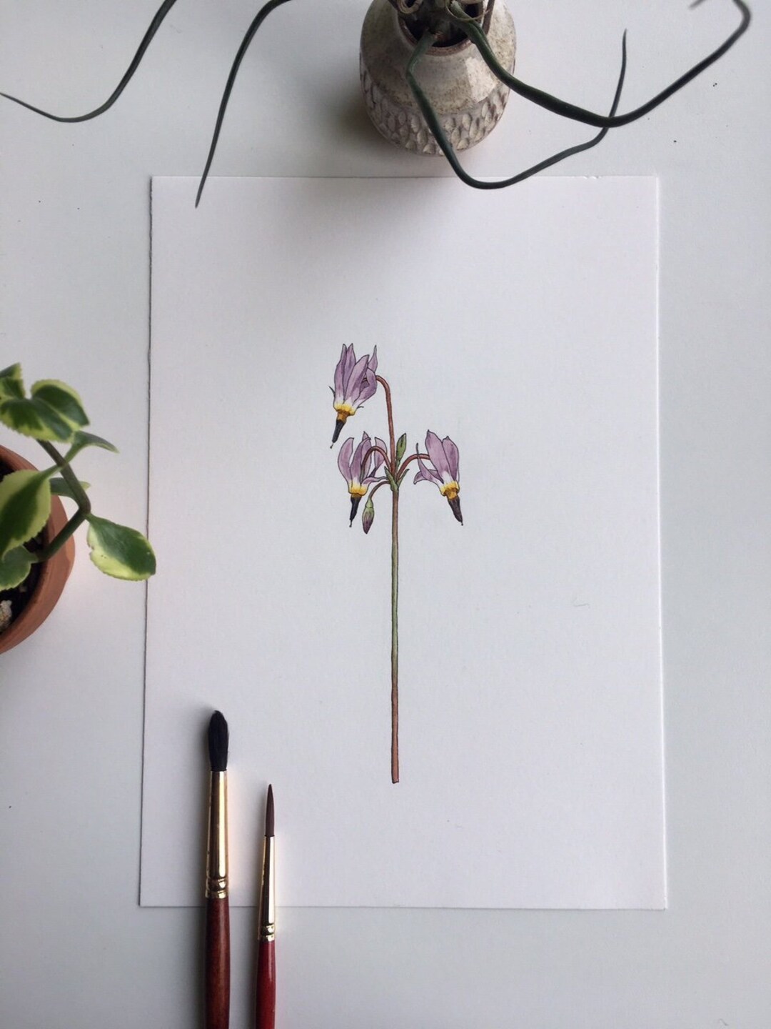 Watercolor Botanical Print - Shooting Star Wildflower. Flower Print ...