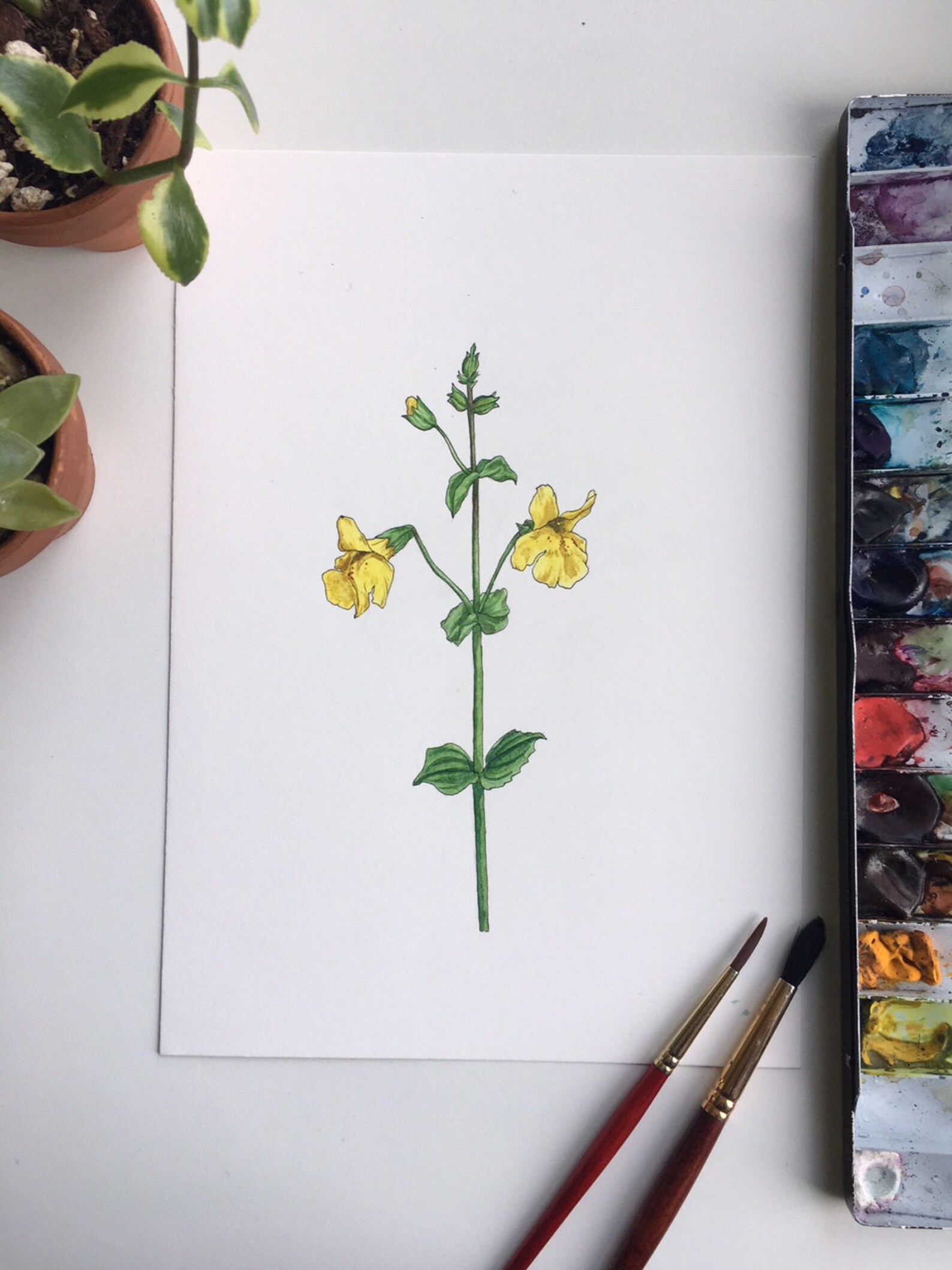 Watercolor Botanical Print - Monkey Flower Wildflower. Flower Print ...