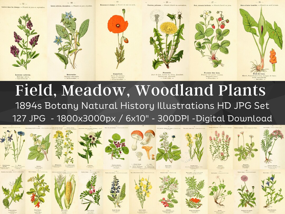 Pocket Atlas of Field, Meadow & Woodland Plants 127 Vintage ...