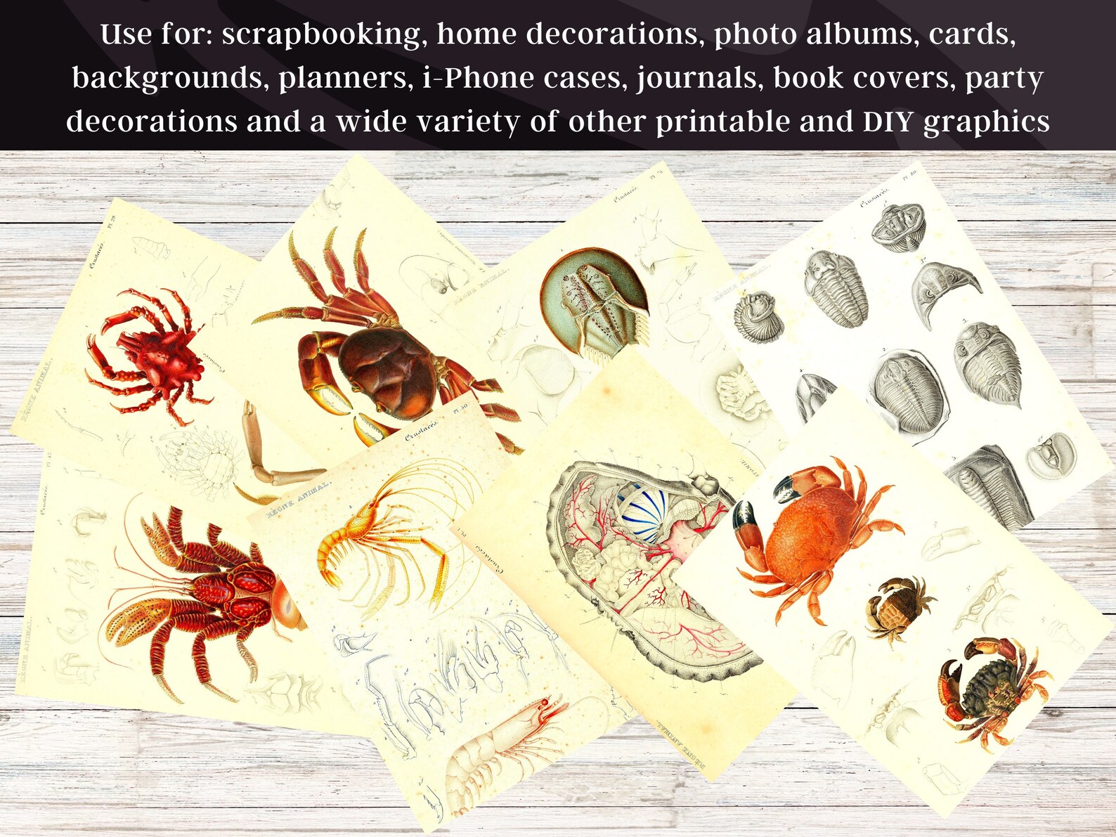 Atlas of Crustaceans 84 HD Images| Crab Lobster Shrimp Crayfish Krill ...
