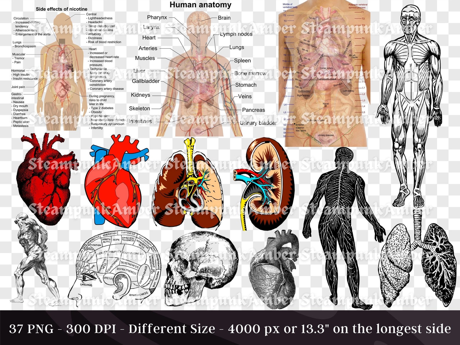 Human Anatomy Clipart Set 37 PNG | Human Body Organ Clip Art | Brain ...