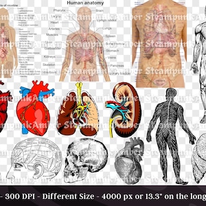 Human Anatomy Clipart Set 37 PNG | Human Body Organ Clip Art | Brain ...