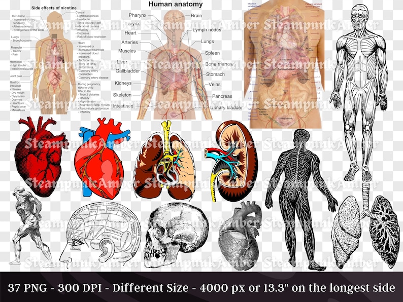 Human Anatomy Clipart Set 37 PNG Human Body Organ Clip Art Brain Heart ...