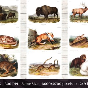 Mammals J.W Audubon HD Images V3| Card Making Clip Art Digital Paper ...