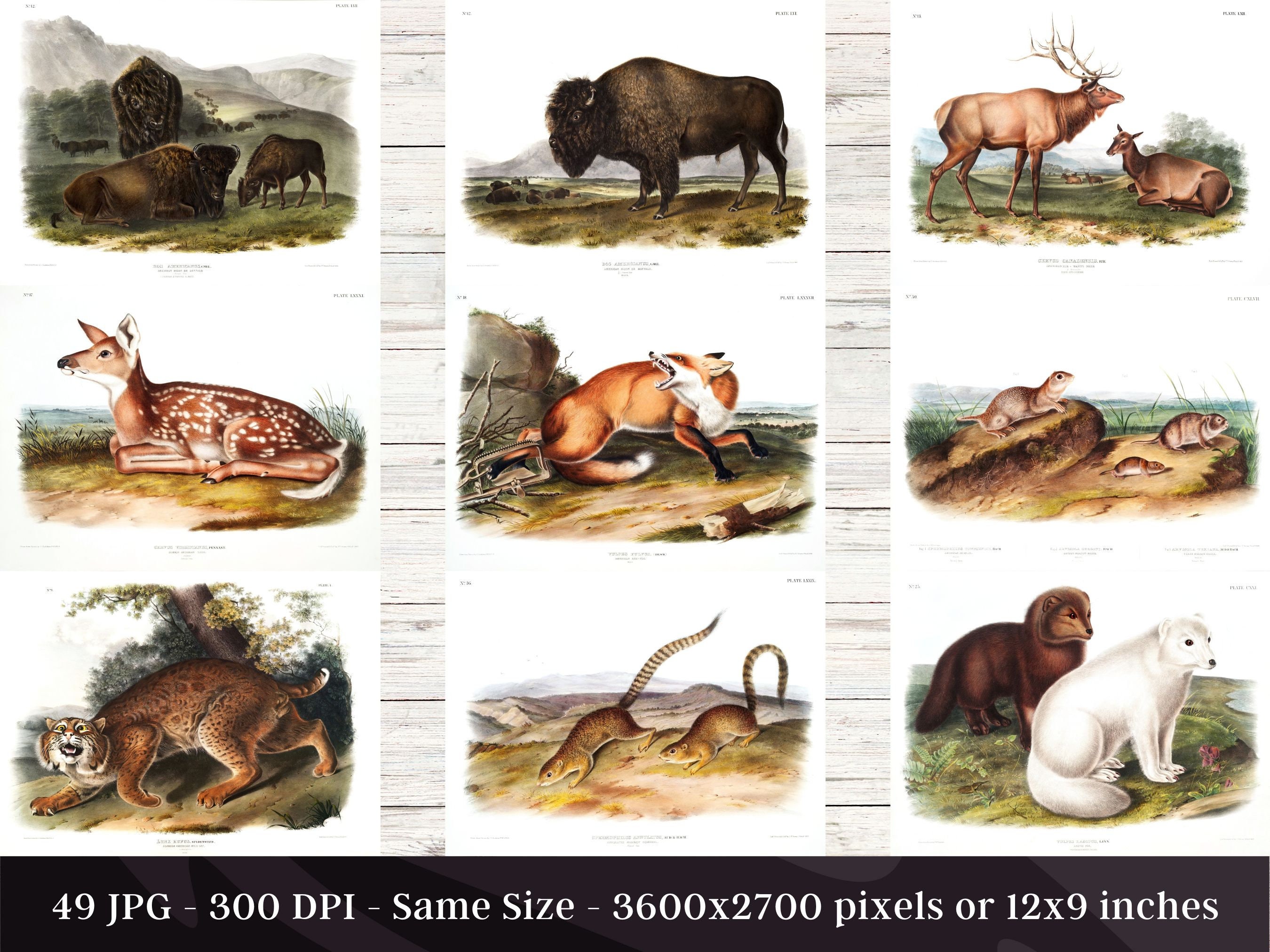 Mammals J.W Audubon HD Images V3 Card Making Clip Art Digital Paper ...