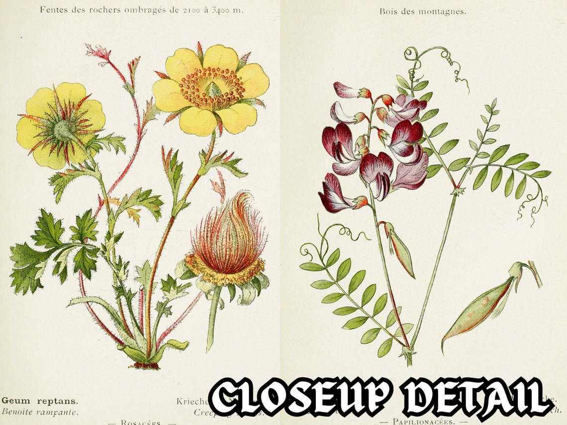 Flora of Alps & Pyrenees 94 Botanical Illustrations V1 | Botany Plant ...