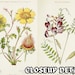 Flora of Alps & Pyrenees 94 Botanical Illustrations V1 | Botany Plant ...