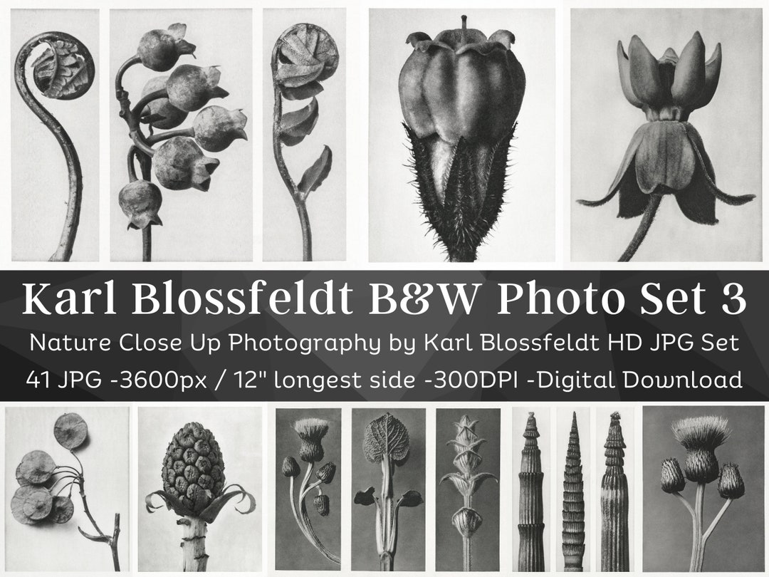Original Forms of Art by Karl Blossfeldt 41 HD Image Set 3 | Botanical ...