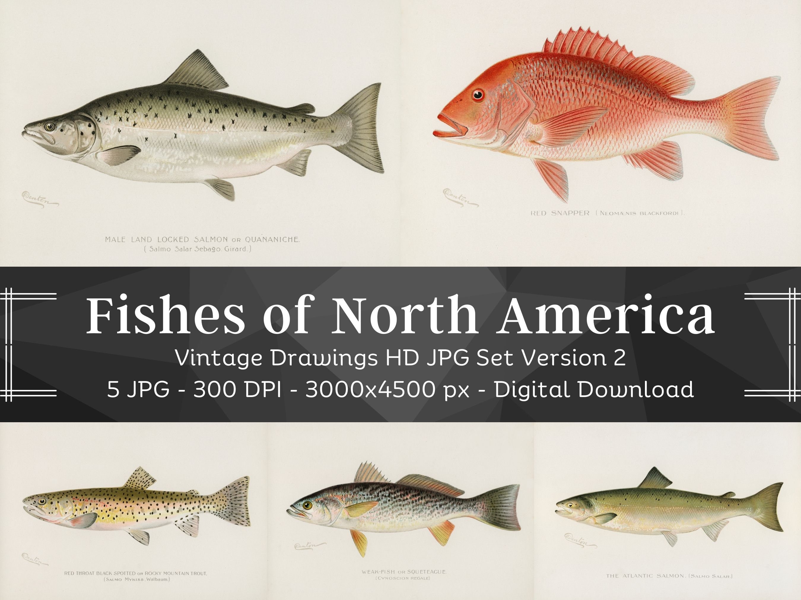 Fish Illustrations 5 HQ Printable Fishes of North America Wall Art ...