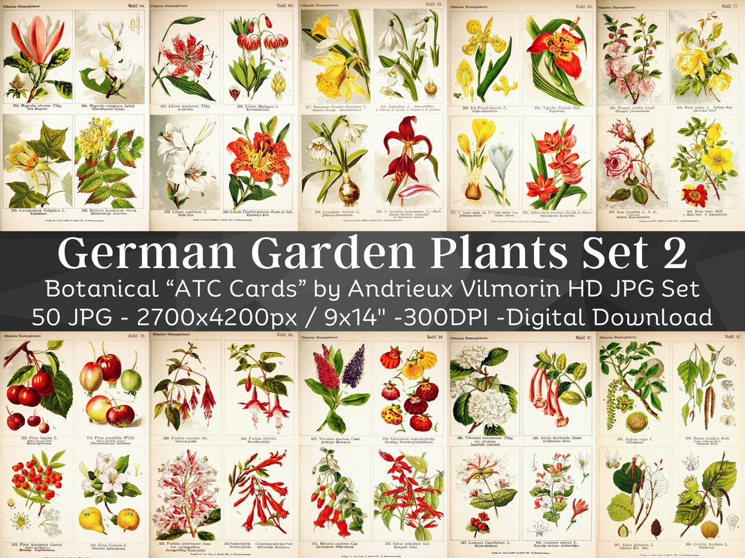 German Garden Plants 50 Botanical Illustrations V2 | ATC Plant Images ...