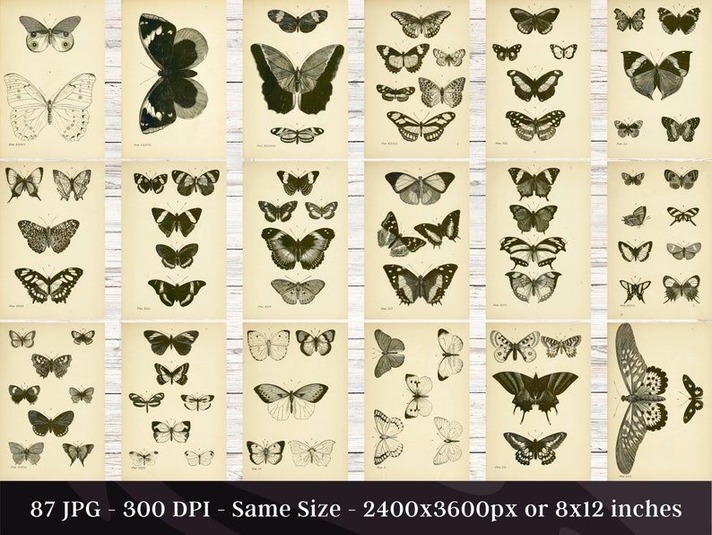 Rare Beetle Entomology 87 HD Images | Bug, Butterfly, Wasp, Bee, Moth ...