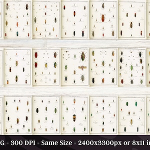 Entomology or Natural History of Insects 121 HD Images V1 | Bug, Beetle ...