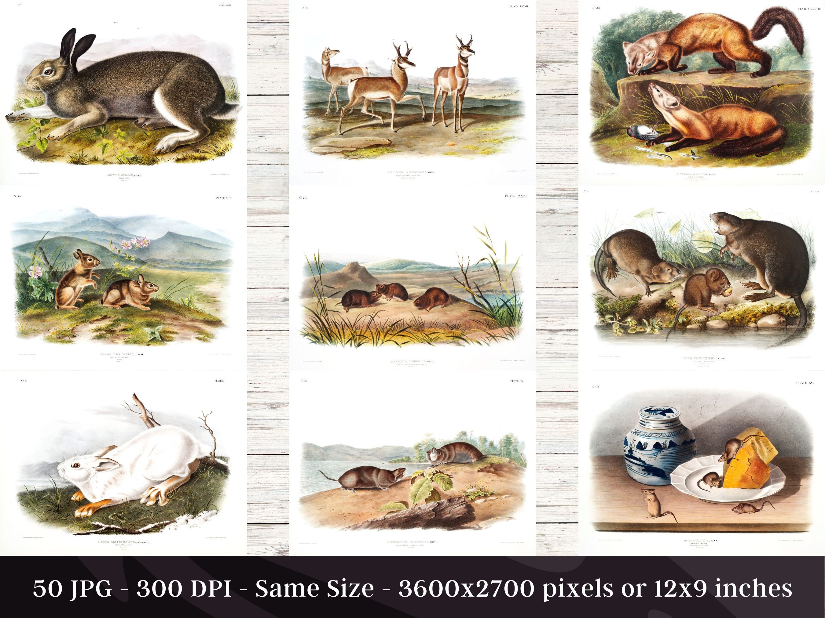 Mammals J.W Audubon HD Images V1| Card Making, Clip Art, Digital Paper ...