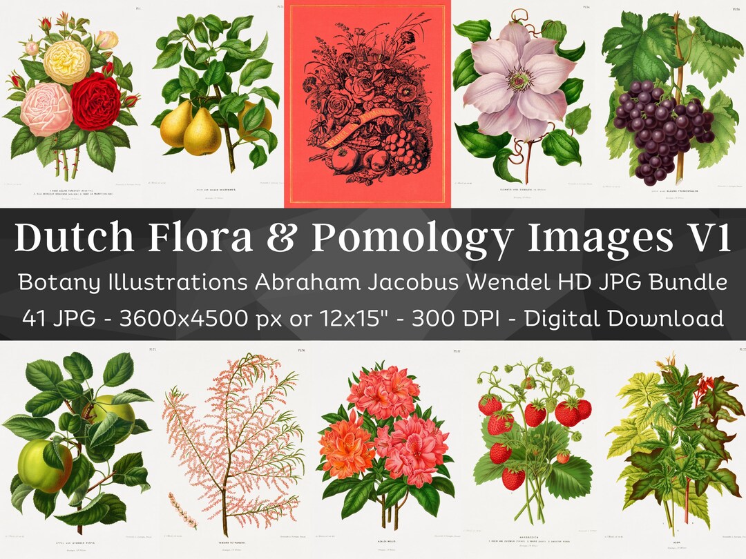 Dutch Flora & Pomology 41 Botanical Illustrations V1 | Beautiful Botany ...