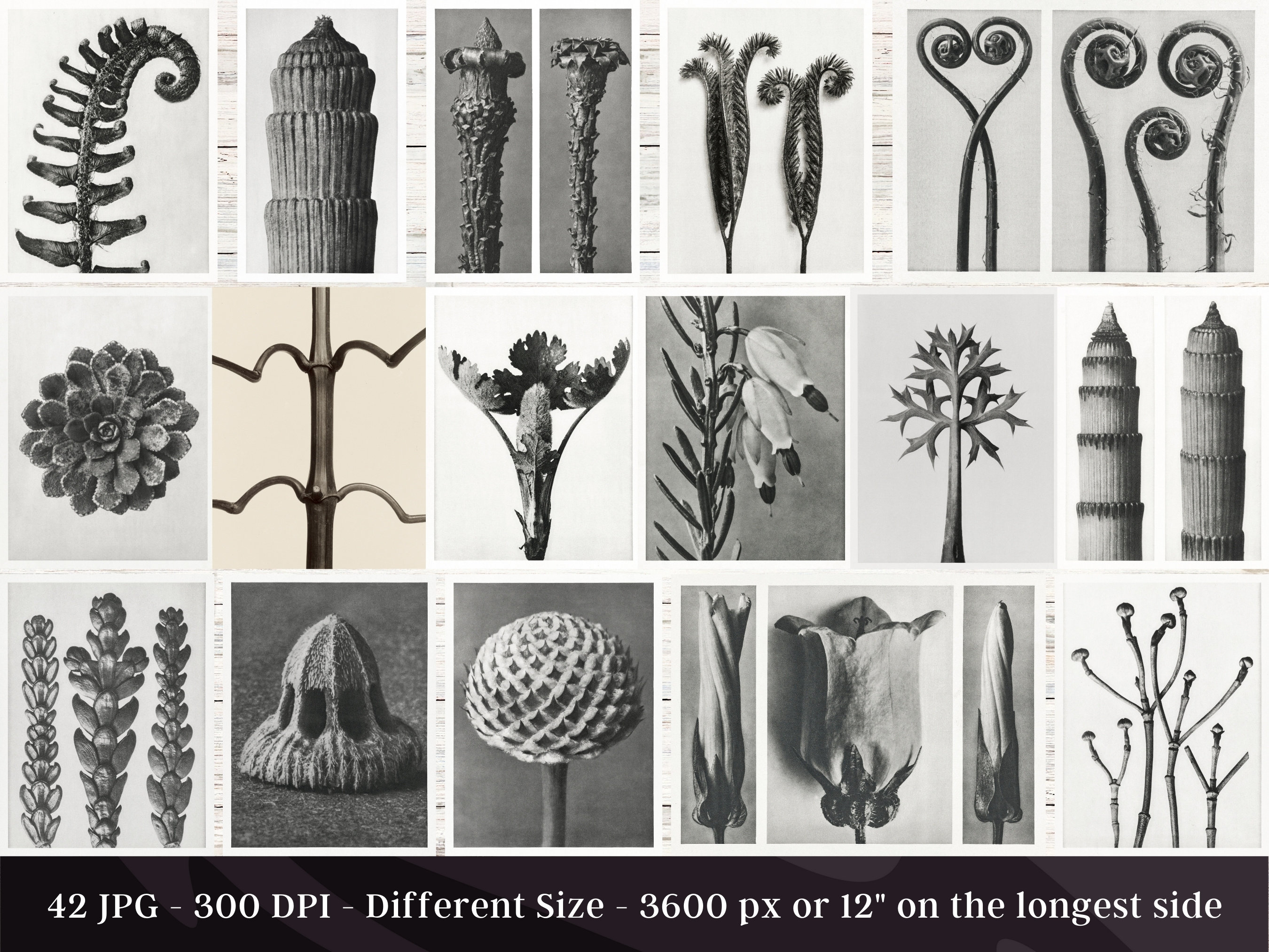 Original Forms of Art by Karl Blossfeldt 42 HD Image Set 1 | Botanical ...