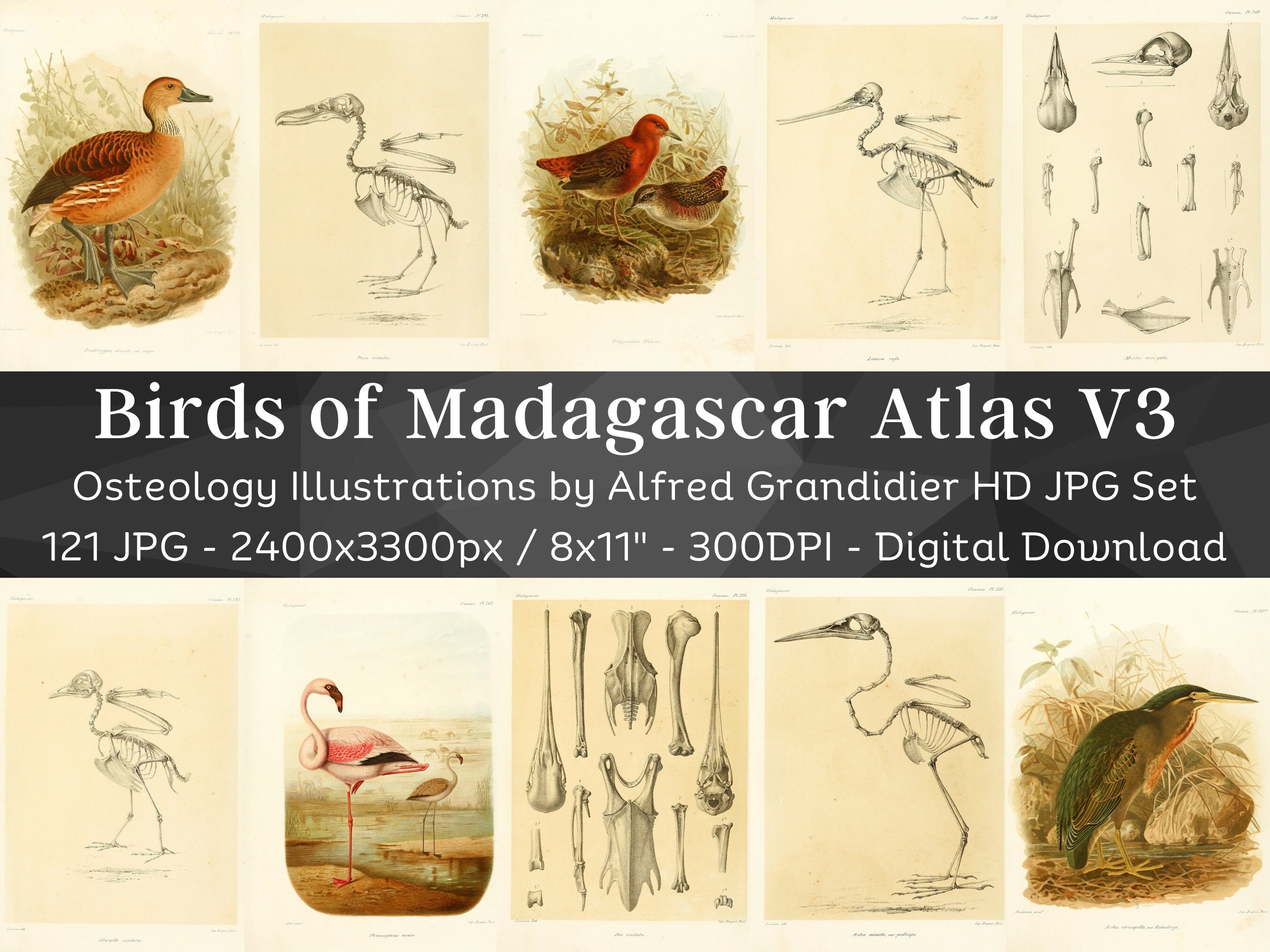 Birds of Madagascar 121 HD Images V3 Bird Anatomy Skeleton Bones Skull ...