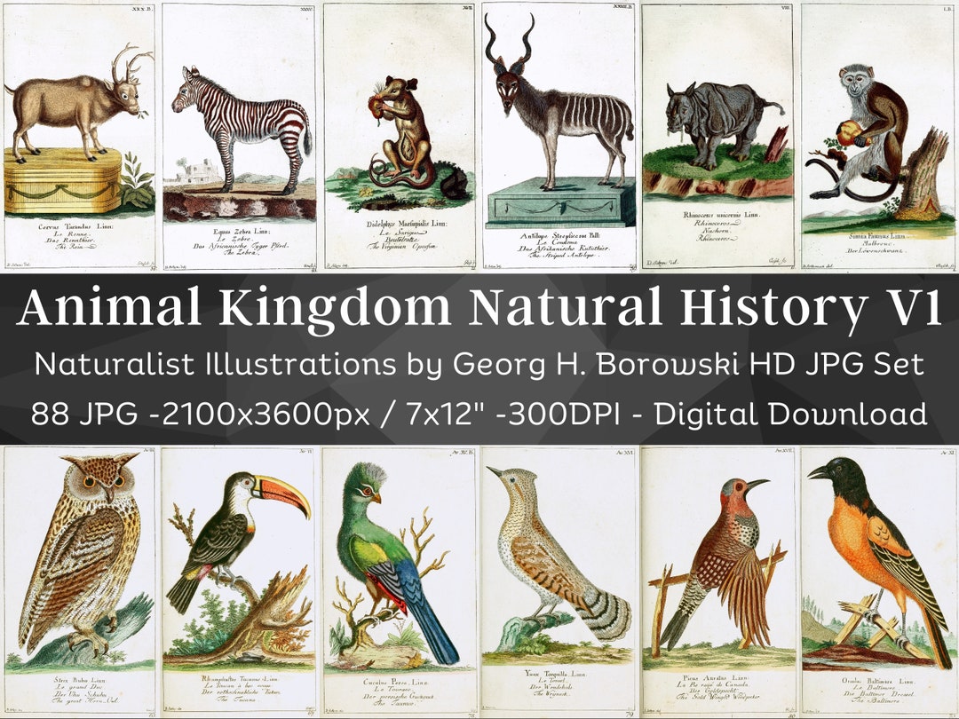 Animal Kingdom Natural History Illustrations 88 HD Image V1 | Clipart ...
