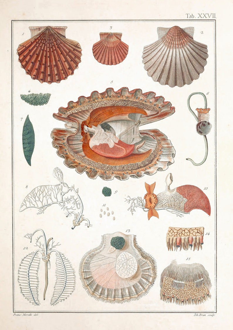Testacea of Sicily, Their History & Anatomy 57 Sea Creature ...