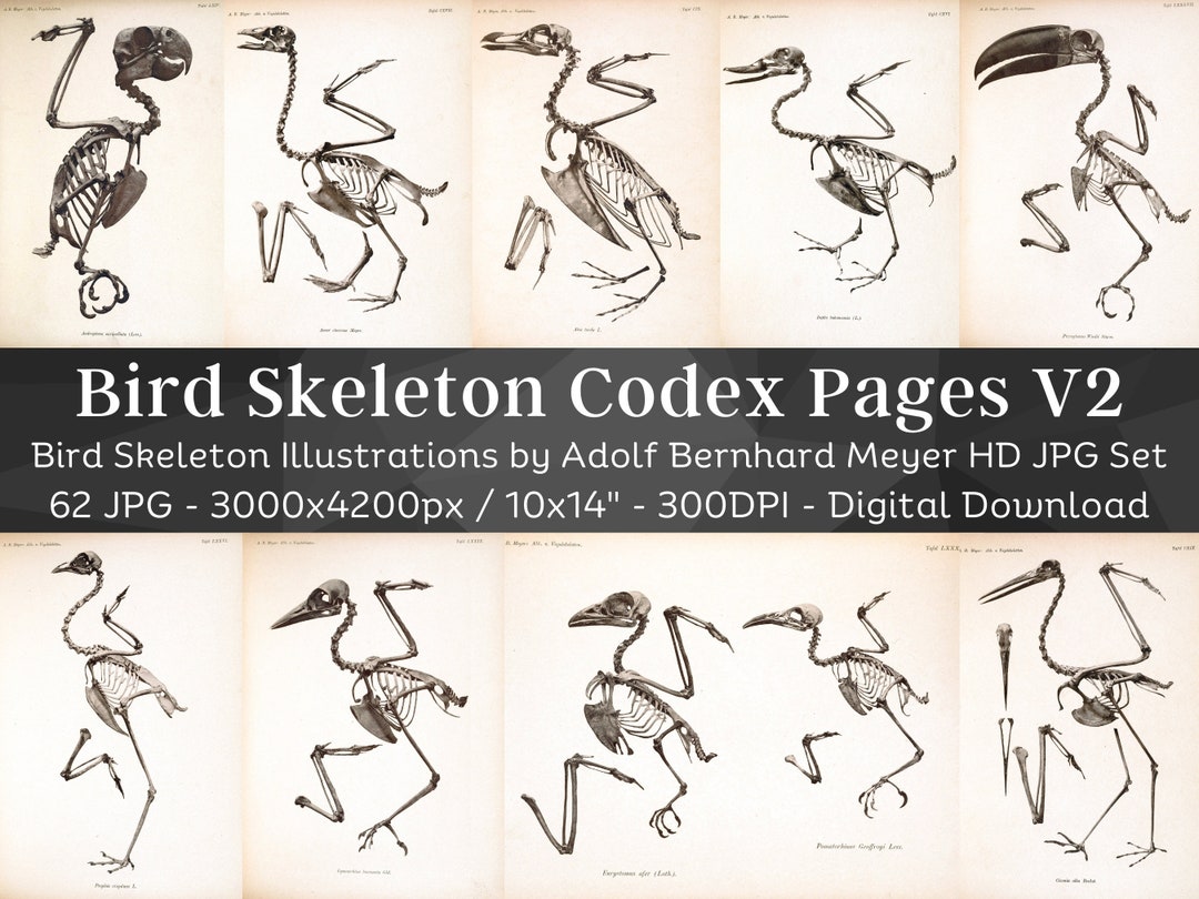 Bird Skeleton Osteology Art 62 HD Images V2| Skeleton Bones Skull ...