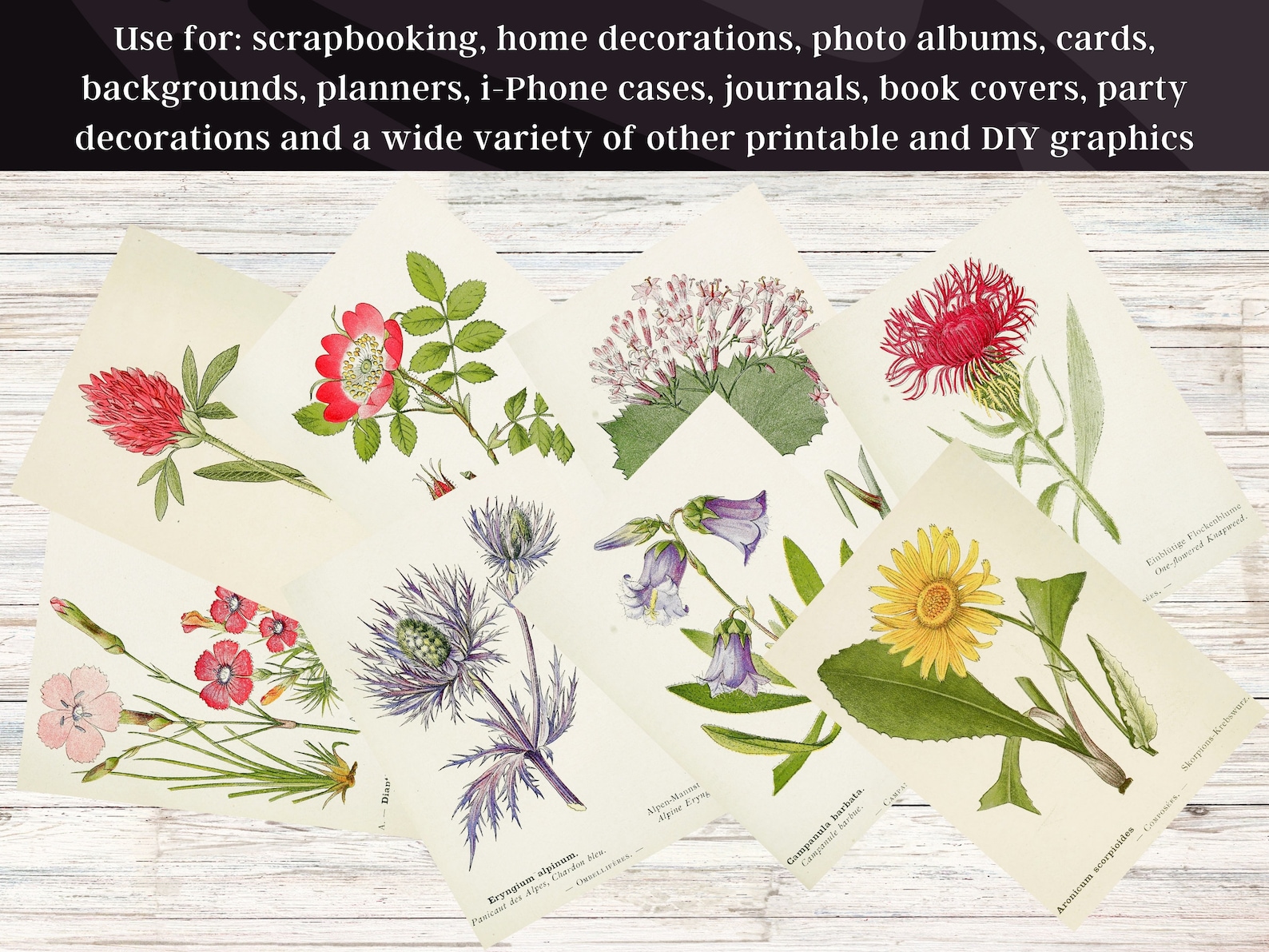 Flora of Alps & Pyrenees 94 Botanical Illustrations V1 | Botany Plant ...