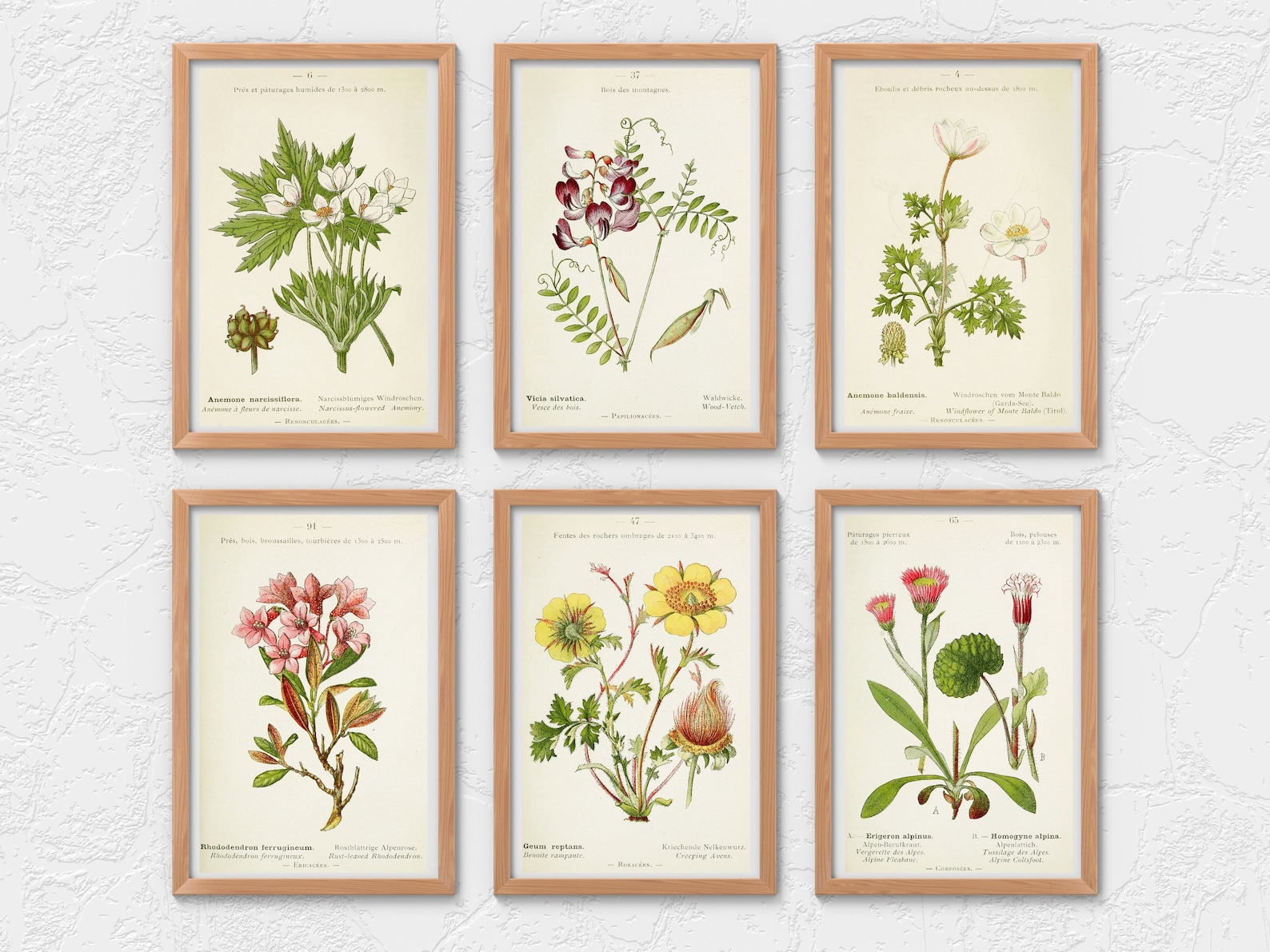 Flora of Alps & Pyrenees 94 Botanical Illustrations V1 | Botany Plant ...