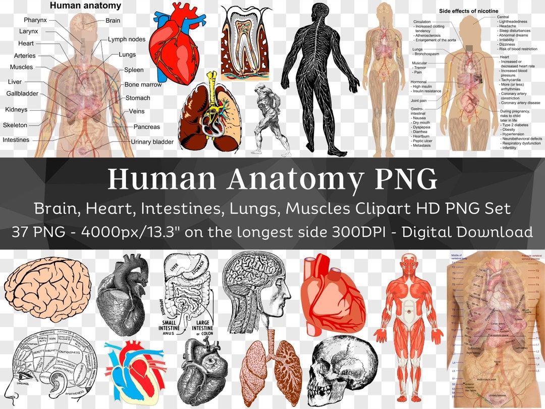 Human Anatomy Clipart Set 37 PNG | Human Body Organ Clip Art | Brain ...