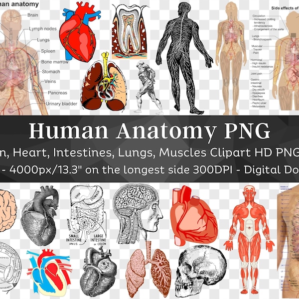 Organ Heart Png - Etsy