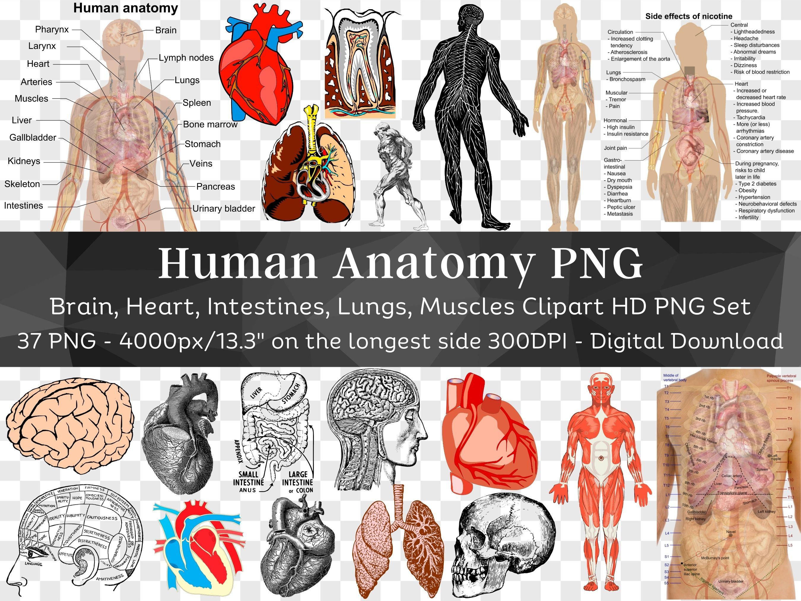 Human Anatomy Clipart Set 37 PNG Human Body Organ Clip Art Brain Heart ...