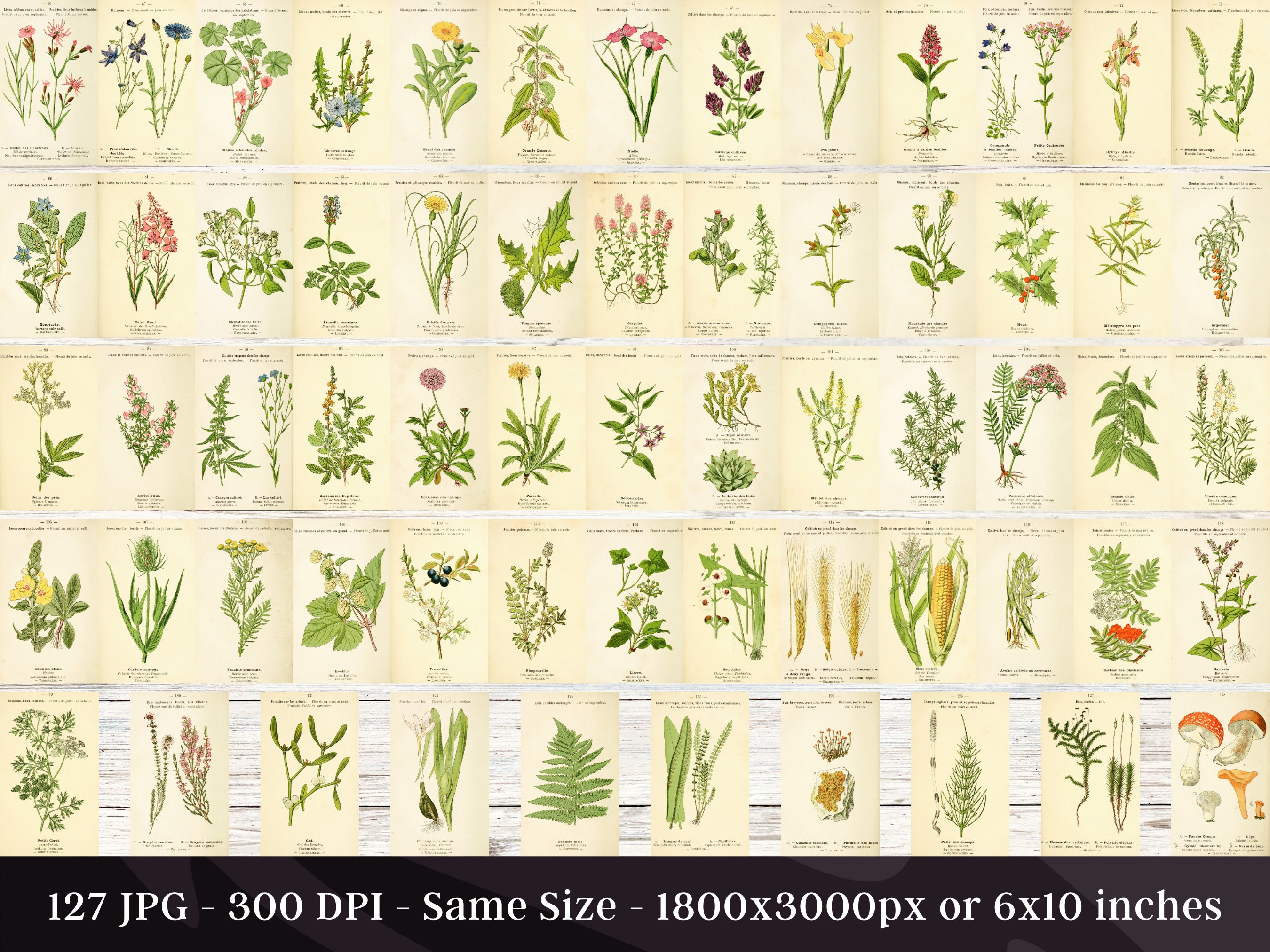 Pocket Atlas of Field, Meadow & Woodland Plants 127 Vintage ...