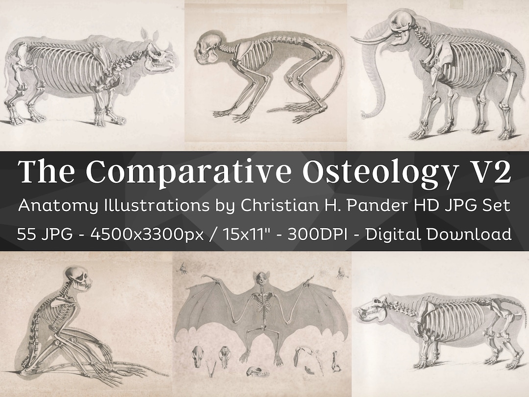Comparative Osteology 55 HD Images V2| Card Making Clipart Digital ...