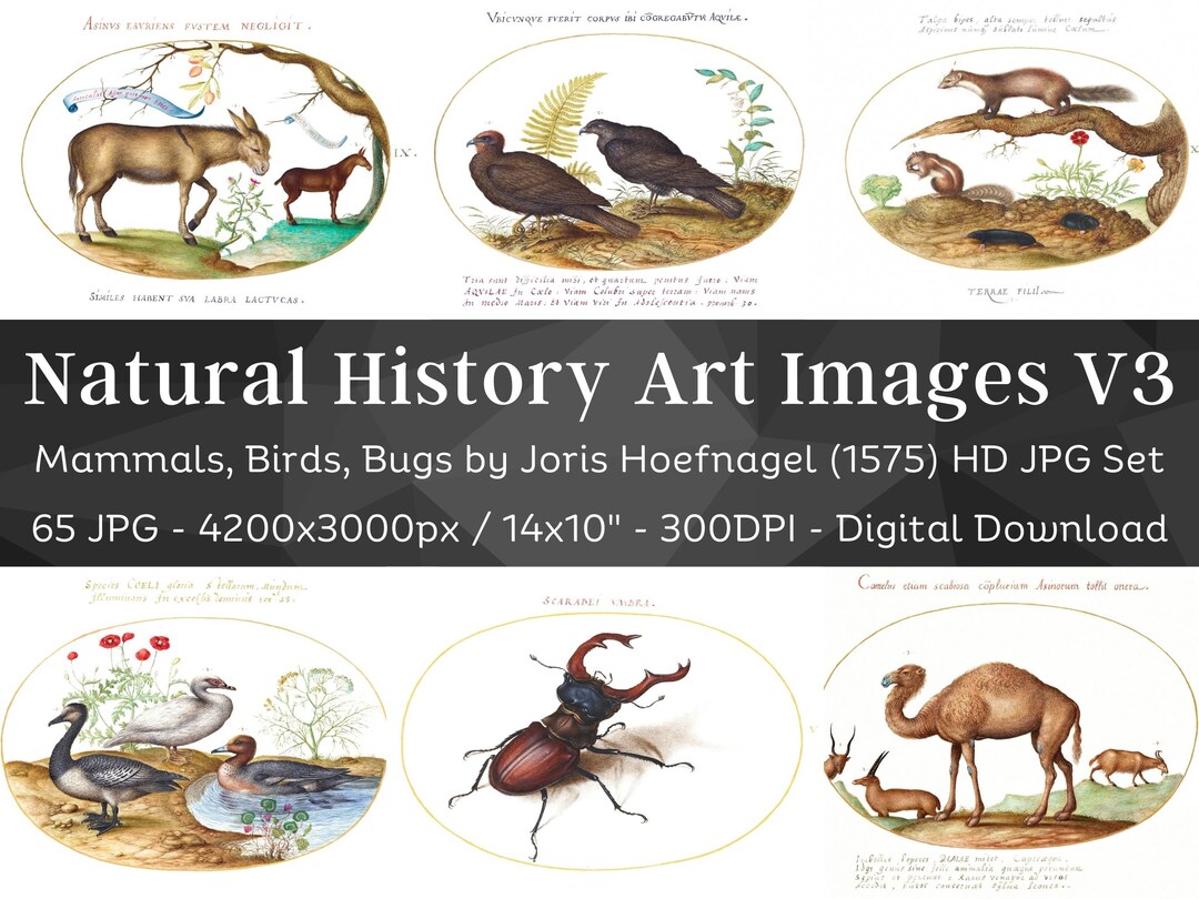 Awesome Natural History 65 HD Images V3| Card, Invitation, Craft ...