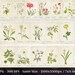 Flora of Alps & Pyrenees 94 Botanical Illustrations V1 | Botany Plant ...