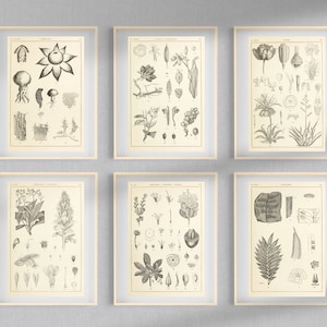 Botanical Manual Atlas 99 Illustration Set 2 | Botany Images Medicinal ...