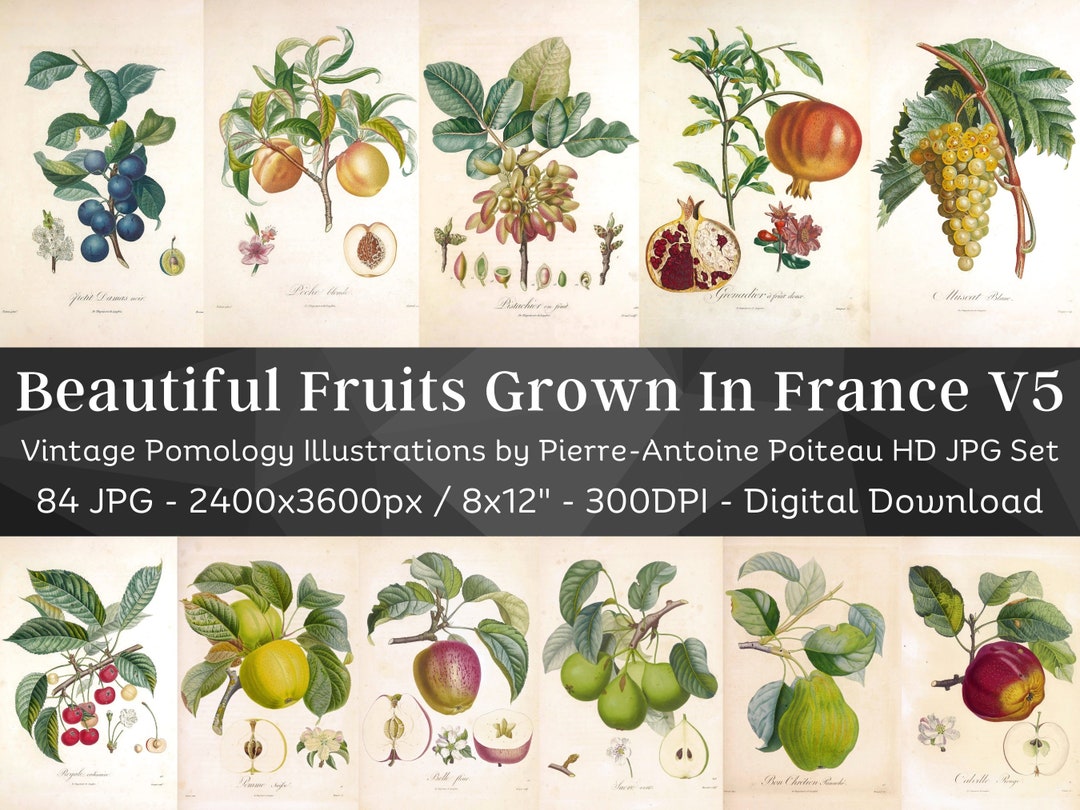 Beautiful Fruits Grown in France 84 Botanical Illustrations V5| Botany ...