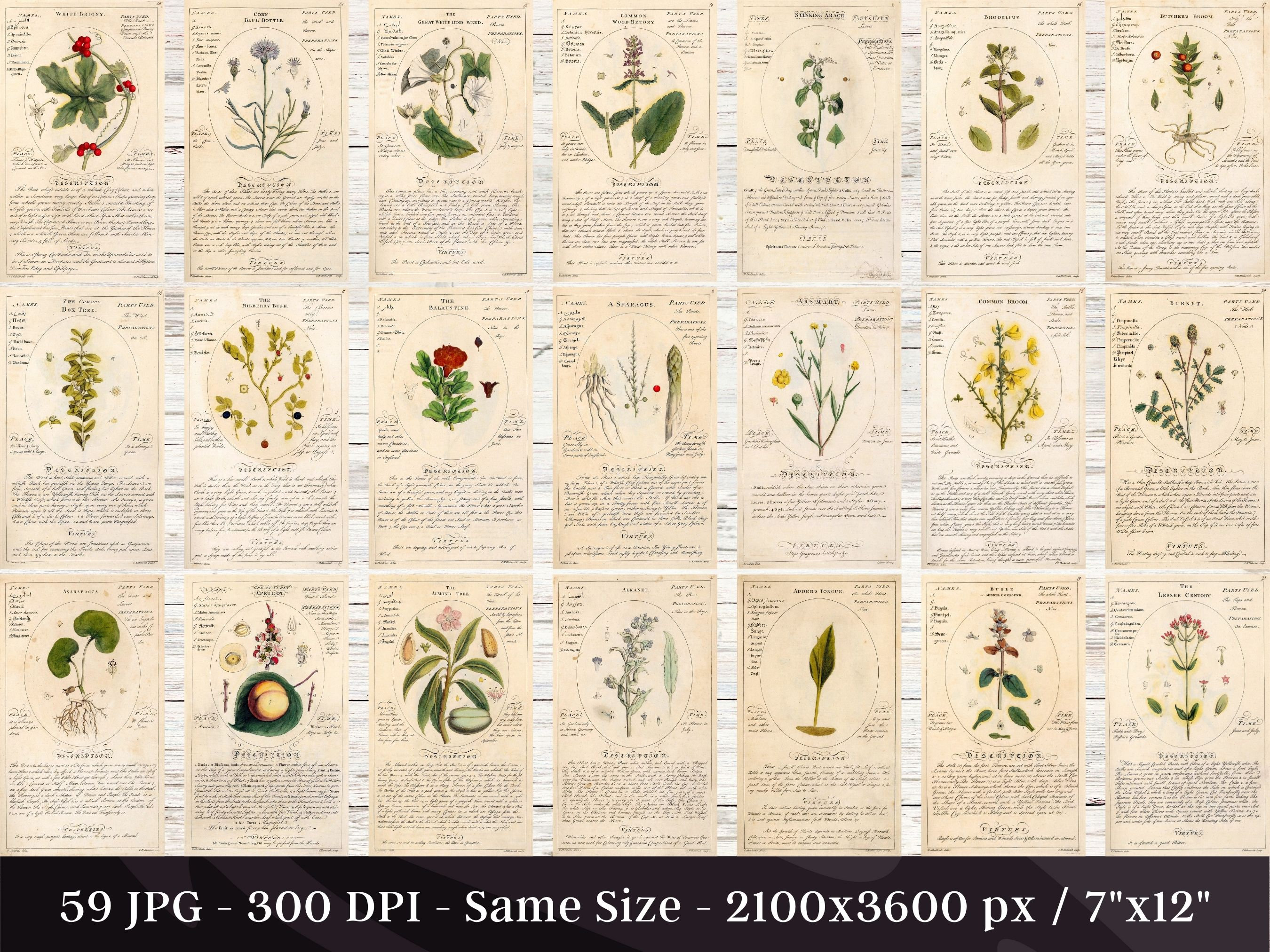 Botanicum Medicinale Herbs Description & Uses 59 HQ Vintage ...