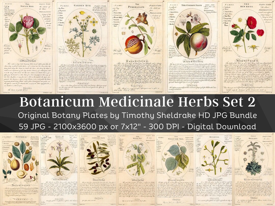 Botanicum Medicinale Herbs Description & Uses 59 HQ Vintage ...