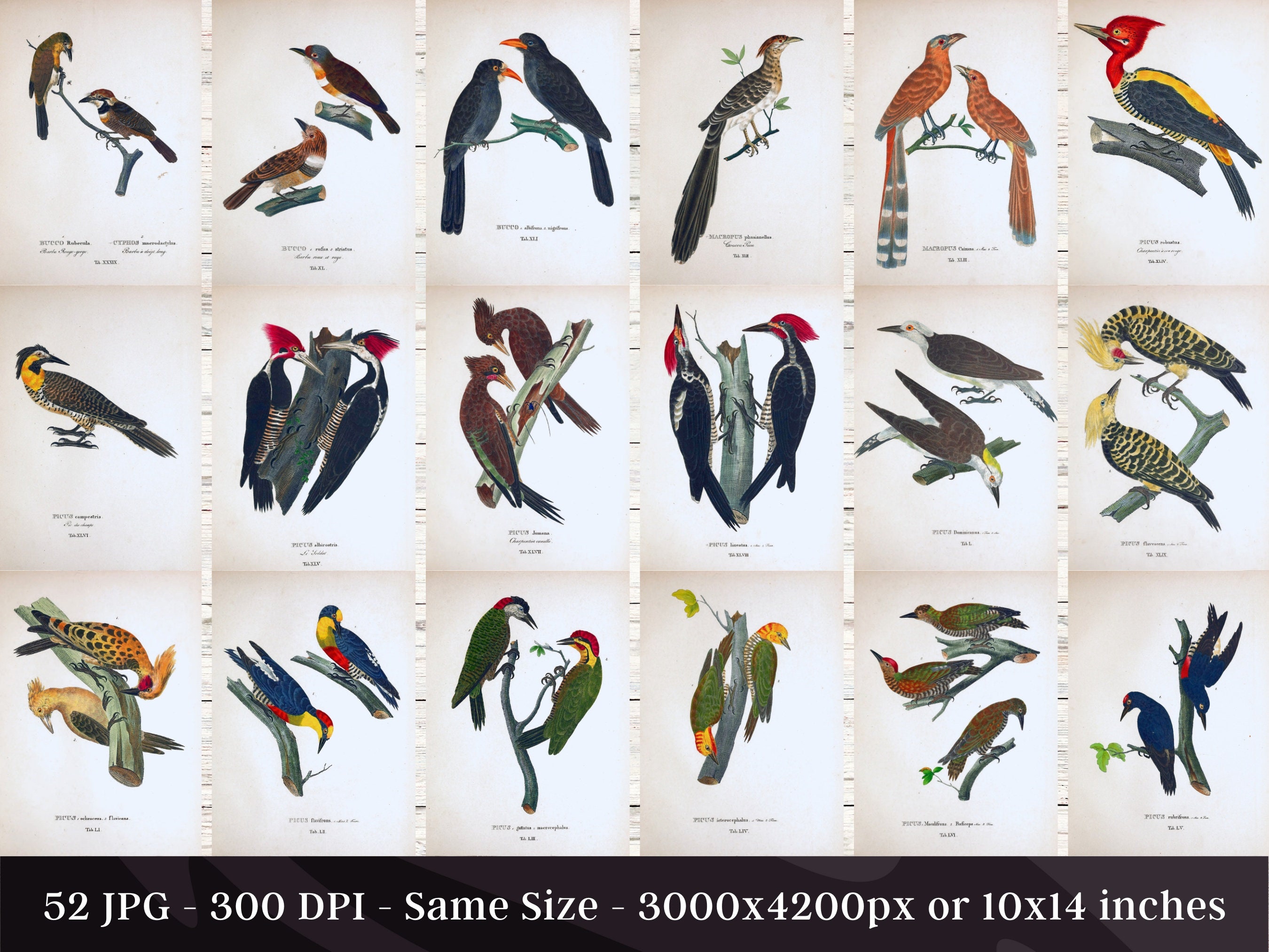 New Species of Birds 52 HD Images V2 Ornithological Old Folio - Etsy