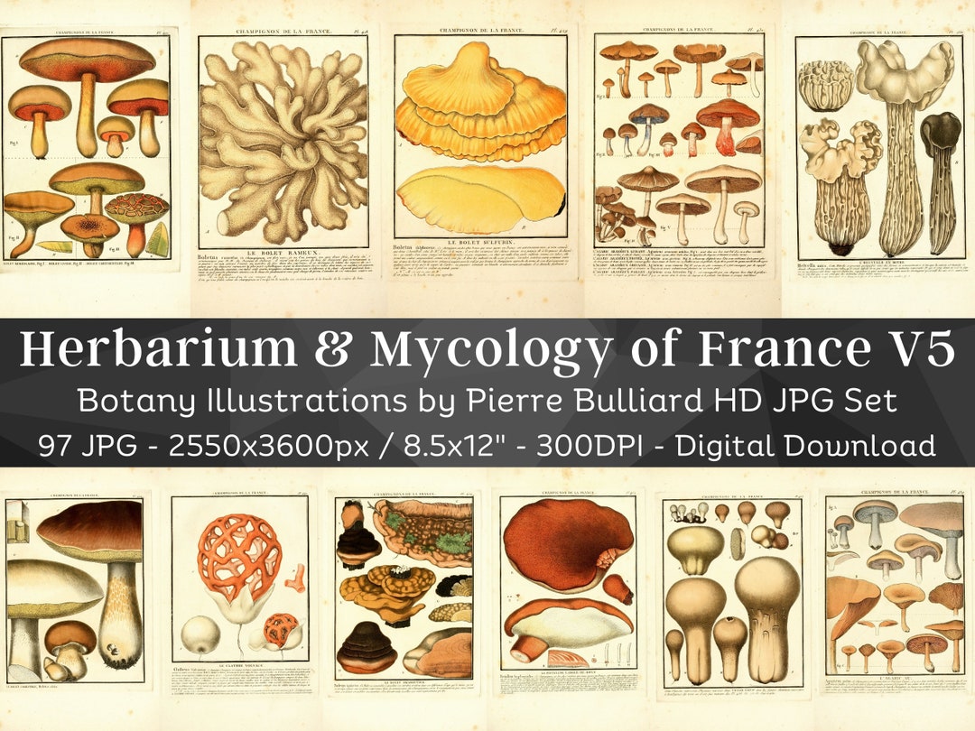 France Herbarium & Mycology 97 Botanical Illustrations V5 | Botany ...