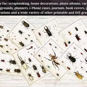 Entomology or Natural History of Insects 121 HD Images V1 | Bug, Beetle ...