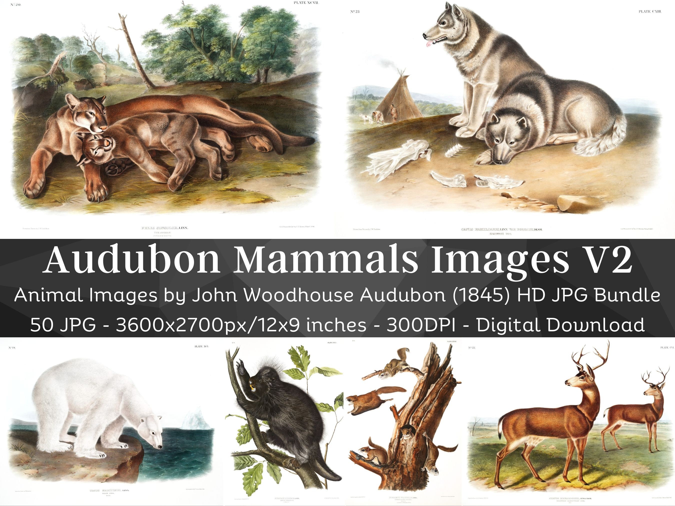 Mammals J.W Audubon HD Images V2 Card Making Clip Art - Etsy