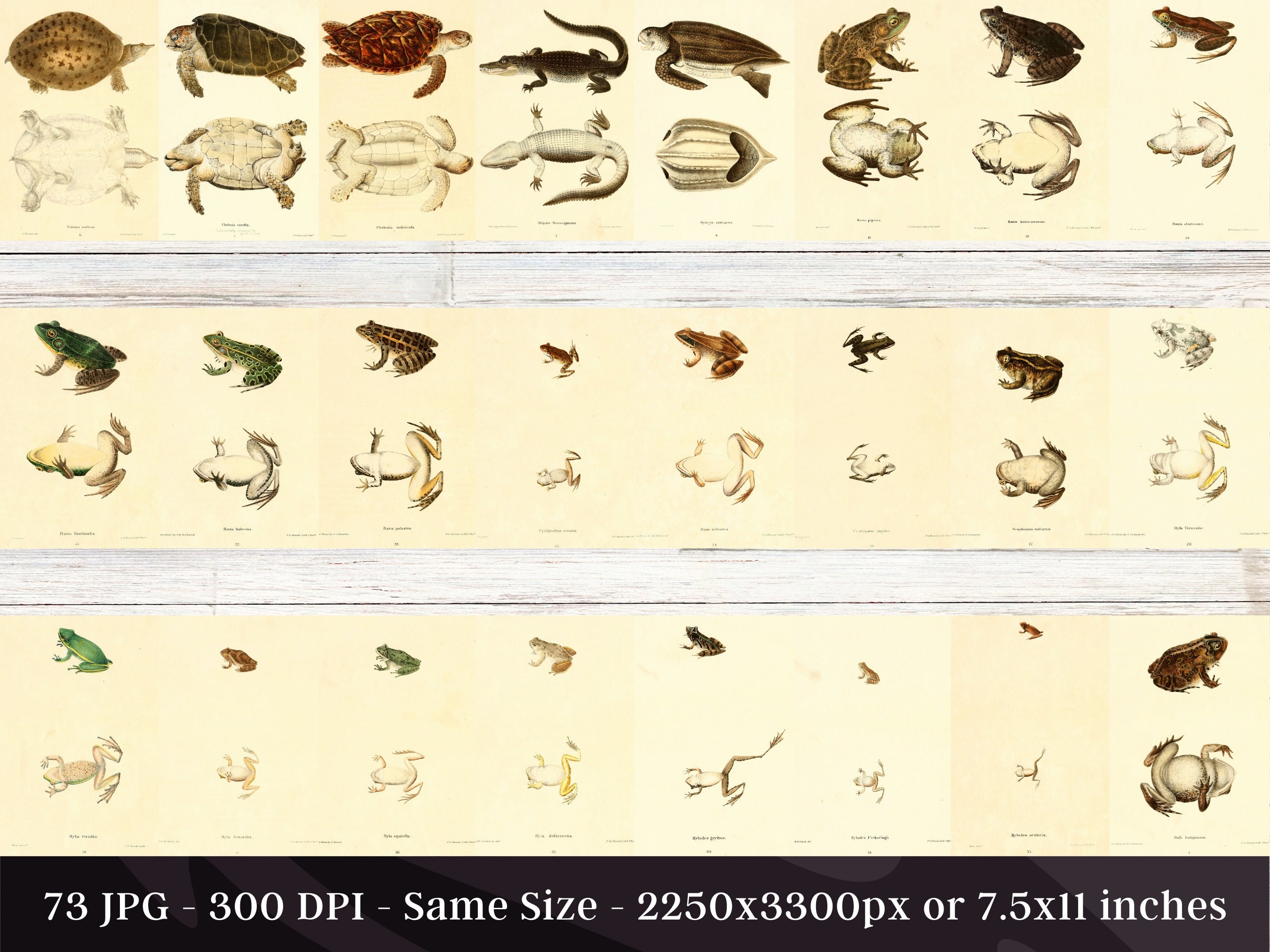 North American Herpetology 73 HD Images V2 Amphibian Reptile Turtle ...