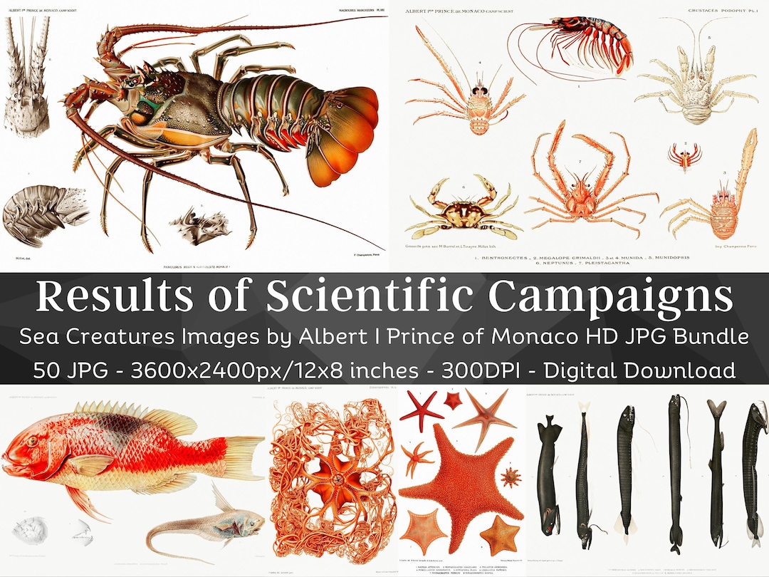 Sea Creatures Illustrations by Alber I Prince of Monaco | Crab Octopus ...