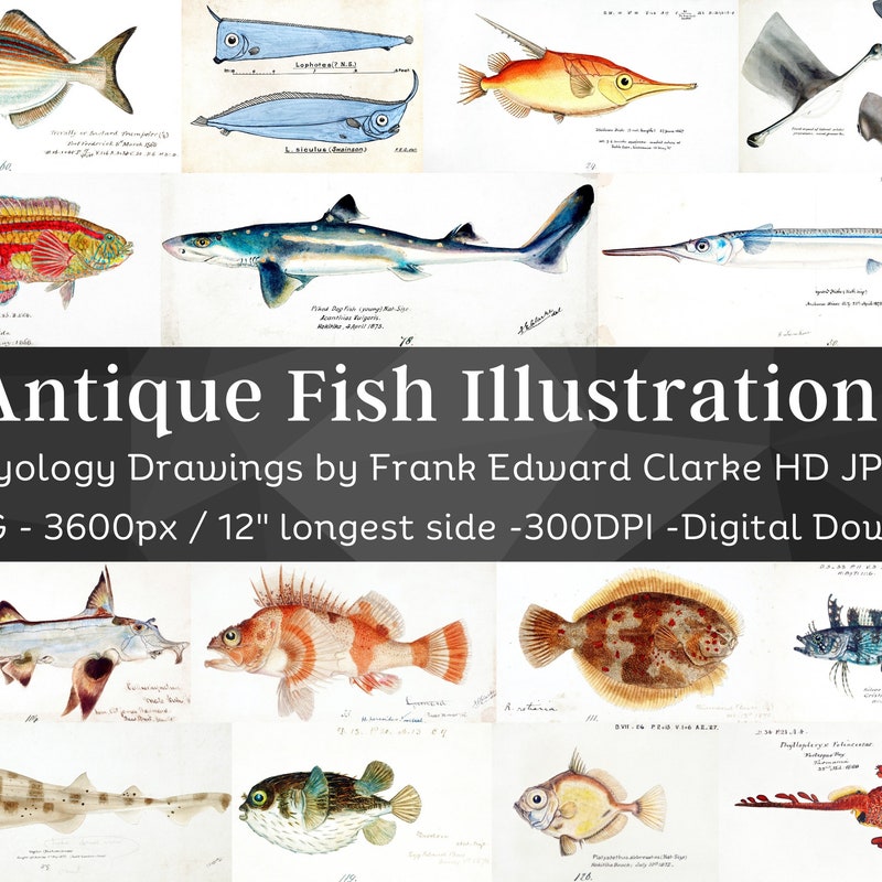 Antique Fish Print - Etsy
