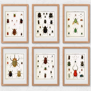 Entomology or Natural History of Insects 121 HD Images V1 | Bug, Beetle ...